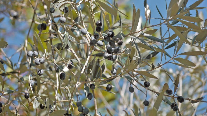 Ripe Olives Growing on an Olive Tree in Tuscany Stock Image - Image of ...