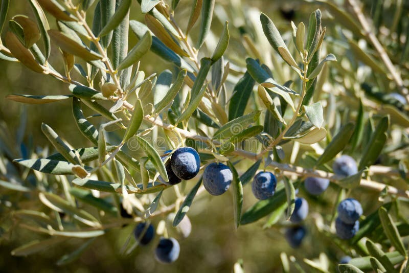 Ripe Olives Hang on the Branches of an Olive Tree Stock Image - Image ...