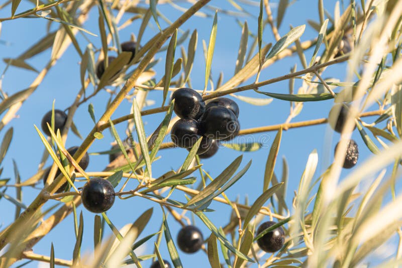 Ripe Olives in the Olive Tree Stock Image - Image of andalusia, shiny ...