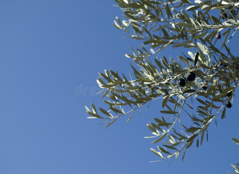 Ripe Olives on a Olive Tree Stock Photo - Image of olive, branch: 7854338