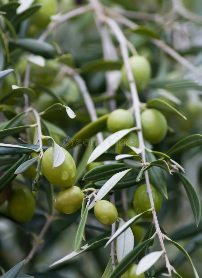 Ripe Olives Ready for Harvesting and Processing Olive Oil Stock Image ...