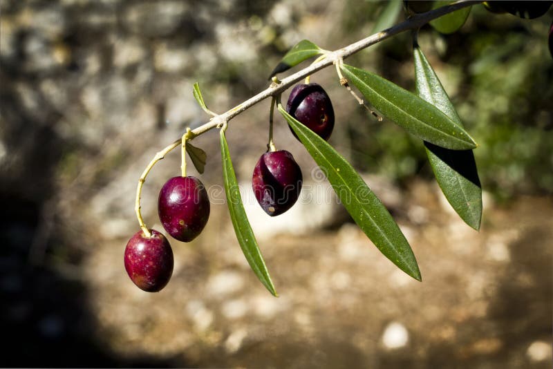 Ripe olives on the tree stock image. Image of nature - 140942617