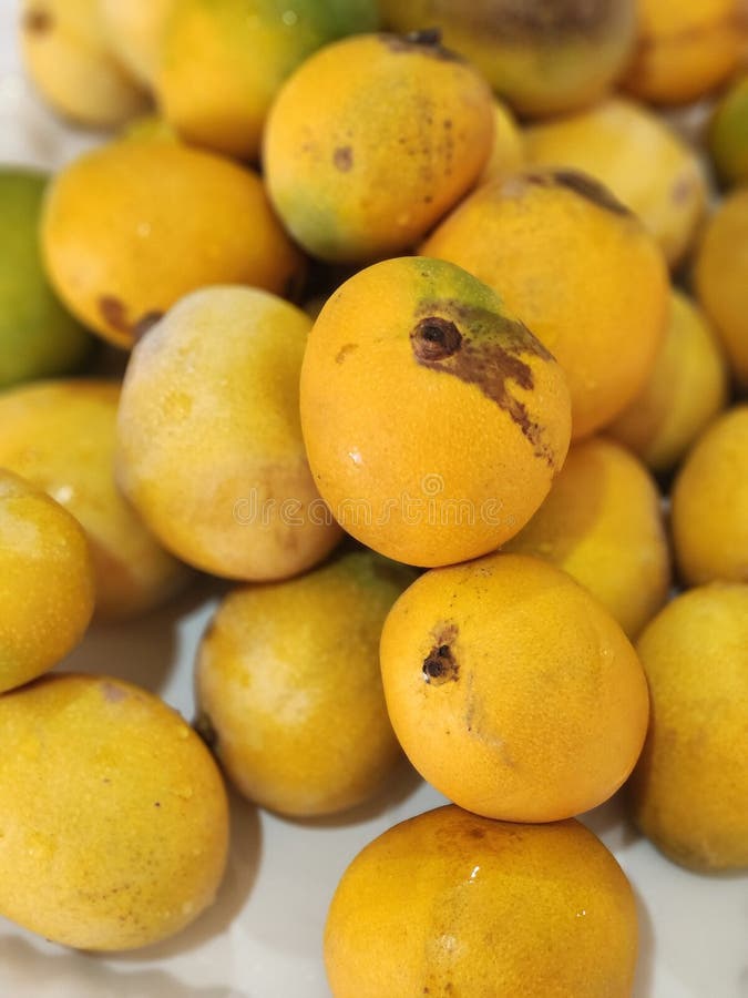 Ripe Omani local Mangoes stock photo. Image of plant - 285278330