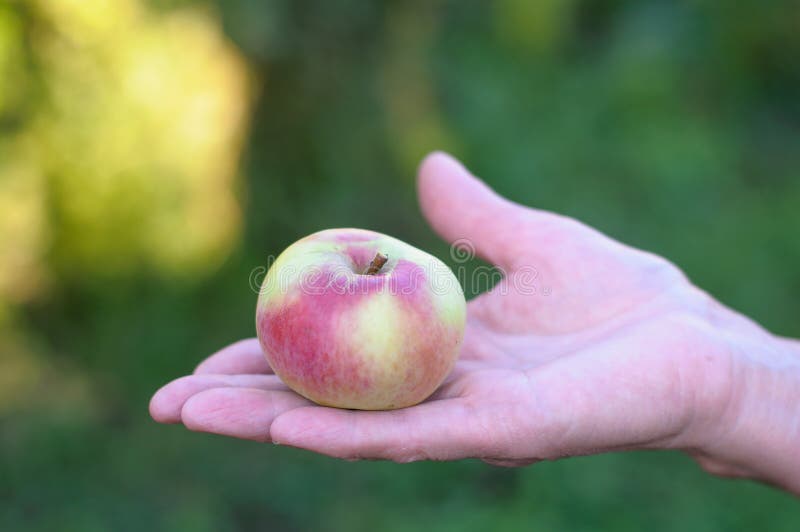 Ripe one apple on tree stock image. Image of cider, harvest - 74377323