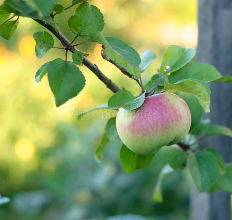 Ripe one apple on tree stock image. Image of farm, healthy - 74378235