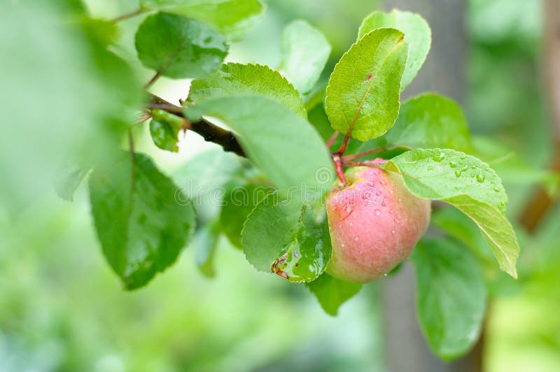 Ripe one apple on tree stock image. Image of farm, healthy - 74378235