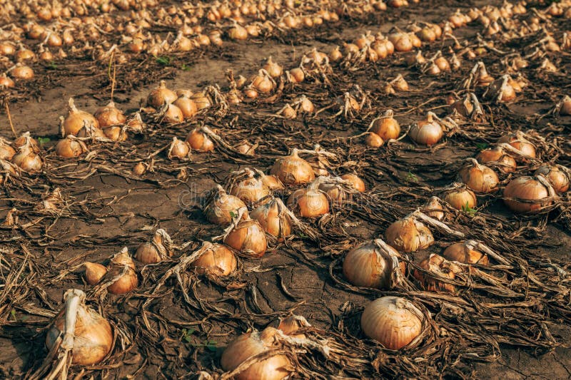 Ripe Onion Drying on Plantation Field, Diminishing Perspective Stock ...