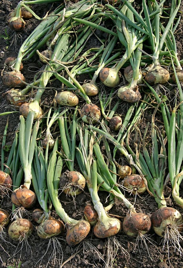 Bountiful harvest stock photo. Image of farm, nature - 29920366
