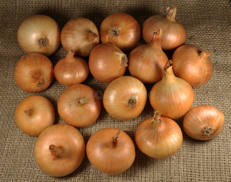 Ripe onion on sack stock image. Image of onion, ripening - 106392347