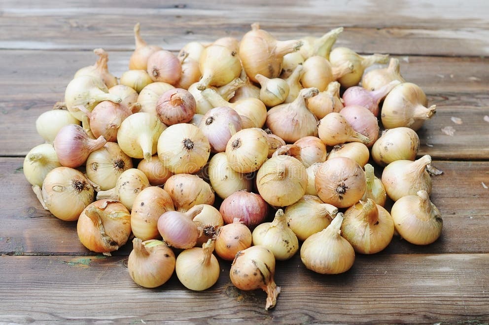 Ripe onions stock image. Image of agriculture, heap, summer - 23208213