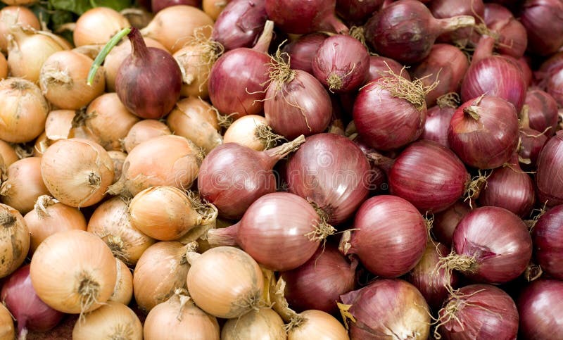 Ripe Onions stock photo. Image of vegetable, food, organic - 2683728