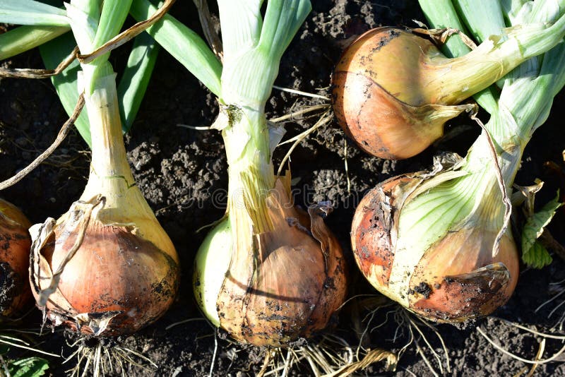 Ripe Onions Drying in the Garden after Harvesting Stock Image - Image ...