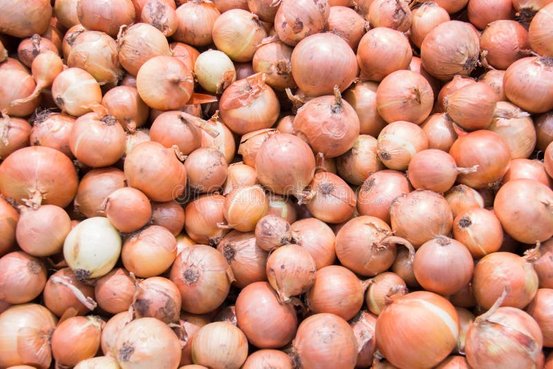 Ripe onions. stock photo. Image of freshness, onion, selling - 30813168