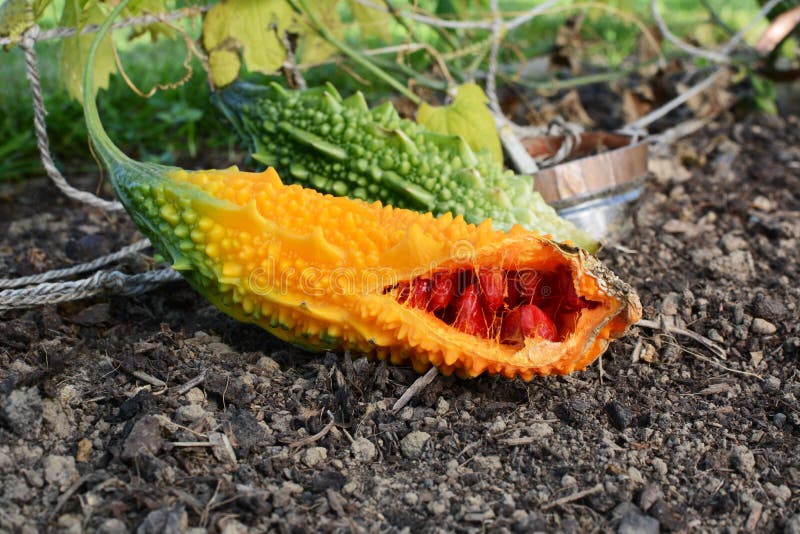 Bitter melon ripe fruit stock photo. Image of subtropical - 10885028