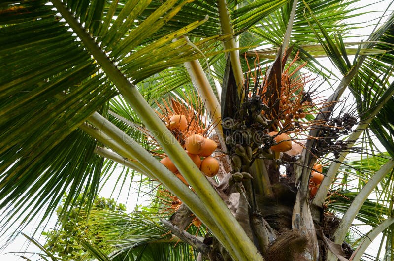 Ripe Orange Coconuts on a Coconut Tree Stock Image - Image of ...