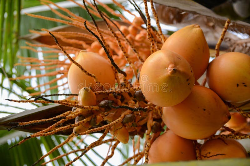 Ripe Orange Coconuts on a Coconut Tree. Close-up Stock Photo - Image of ...