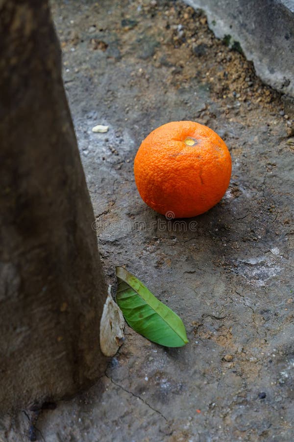 Ripe Orange Fruit Lying on the Ground Next To an Orange Tree Stock ...