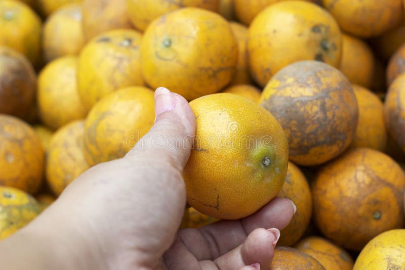 Ripe orange fruit stock image. Image of organic, refreshing - 49569193