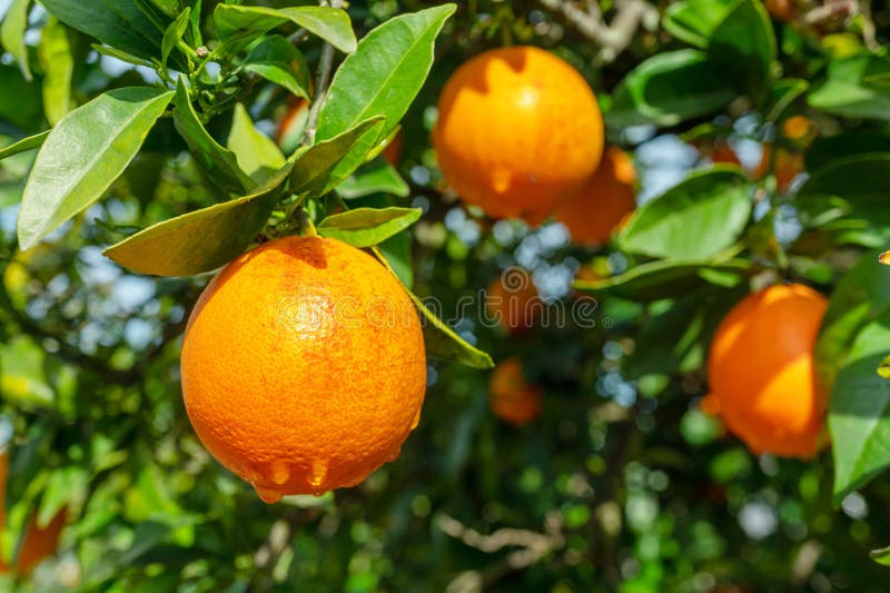 Ripe Orange Fruits on Orange Tree between Lush Foliage. View from Below ...
