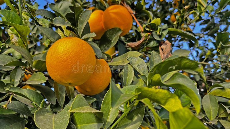 Ripe Orange Fruits on a Tree Branch Stock Photo - Image of spring ...