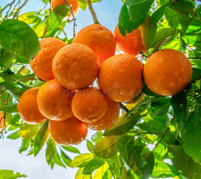Ripe Orange and Its Half with Leaf. Stock Photo - Image of green ...