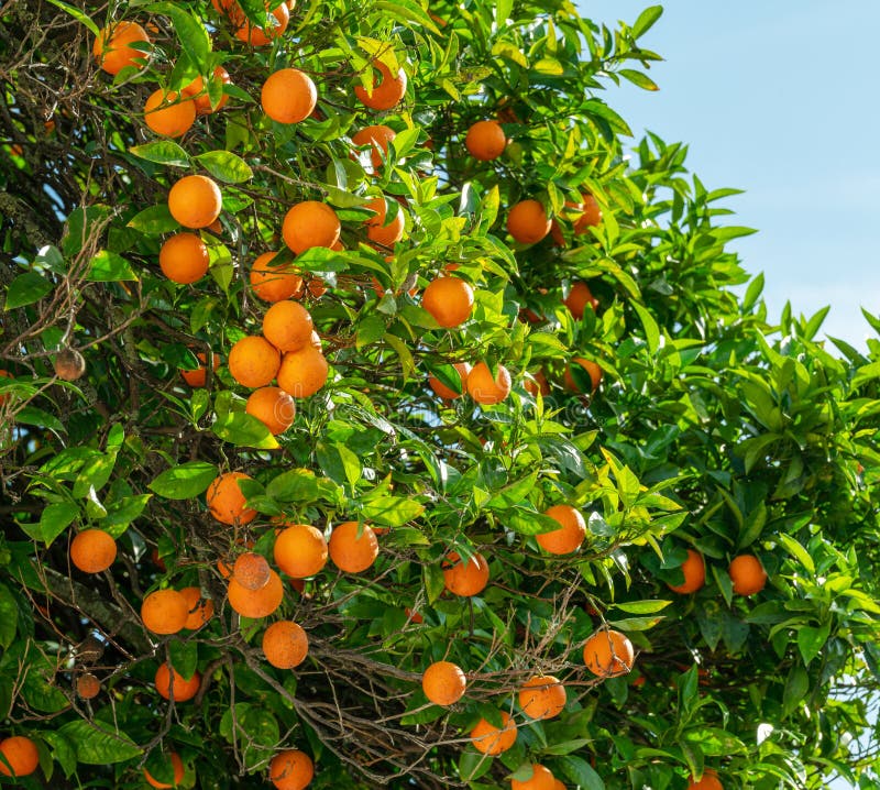 Ripe Orange and Its Half with Leaf. Stock Photo - Image of green ...