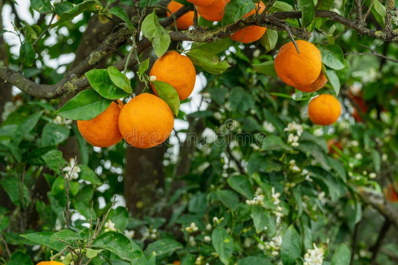 Ripe Orange Fruits on Orange Tree between Lush Foliage. View from Below ...