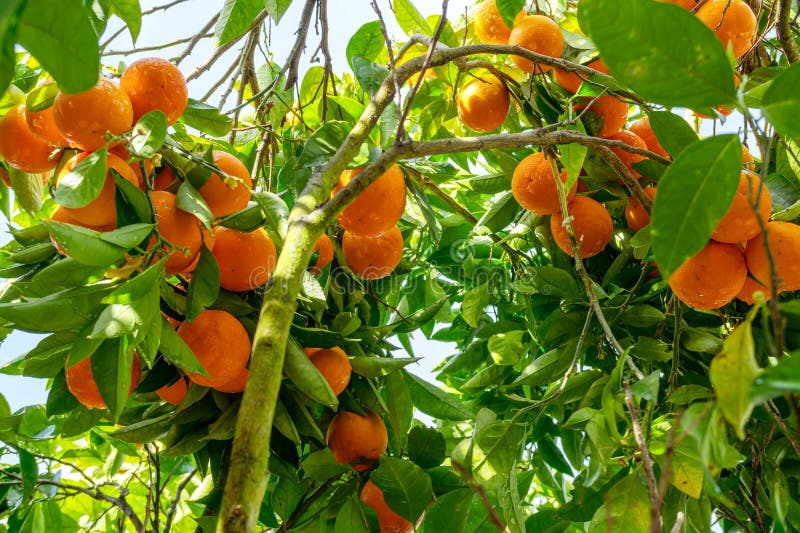 Ripe Orange Fruits on Orange Tree between Lush Foliage. View from Below ...