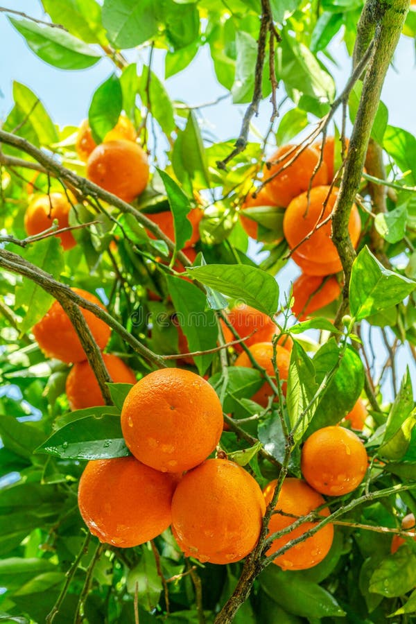Ripe Orange Fruits Isolated on White Background Stock Image - Image of ...