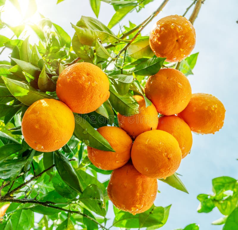 Ripe Orange and Its Half with Leaf. Stock Photo - Image of green ...