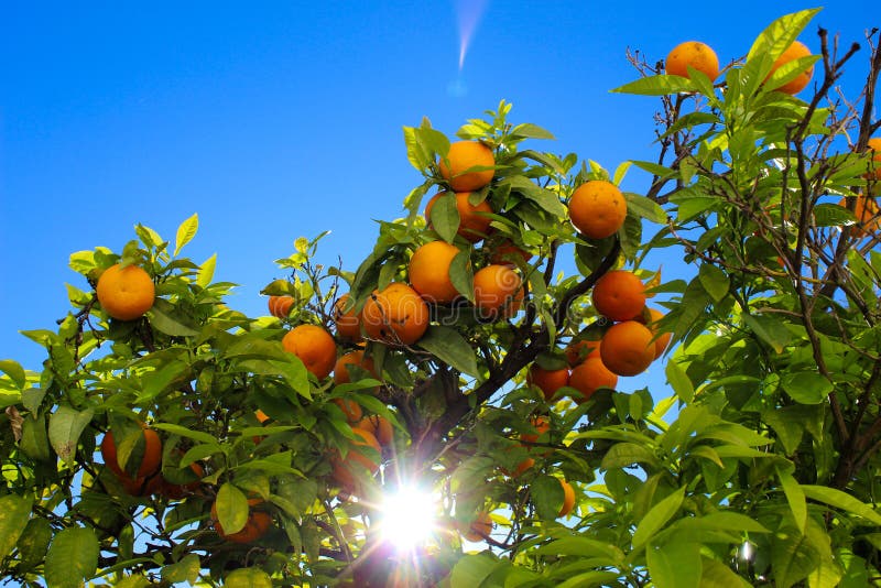 Ripe Orange Fruits on a Tree with the Sky with the Sun Stock Image ...