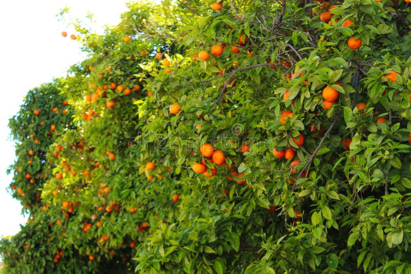 Ripe Orange Fruits on a Trees Stock Image - Image of faro, background ...
