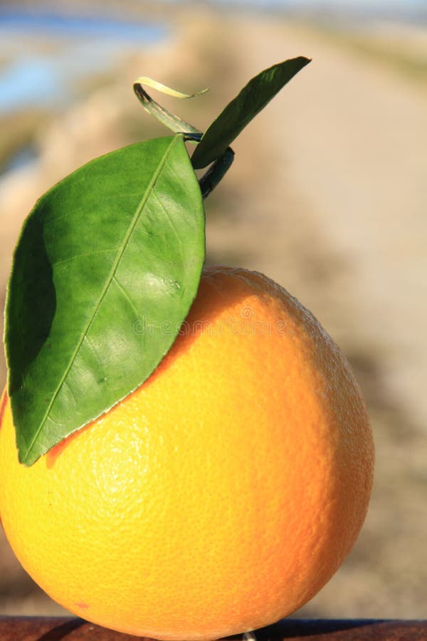 Ripe Orange with Green Leaf Stock Photo - Image of appetizing, ripened ...