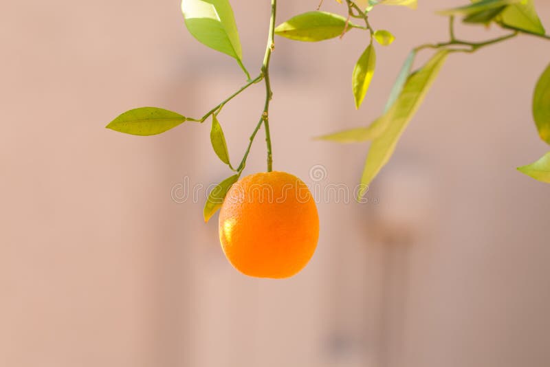 Ripe Orange Hanging on a Tree Stock Image - Image of mandarin ...