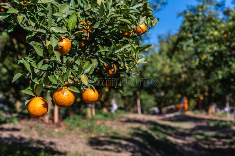 Ripe Orange Hanging at Orange Tree in Organic Orange Farm Stock Image ...