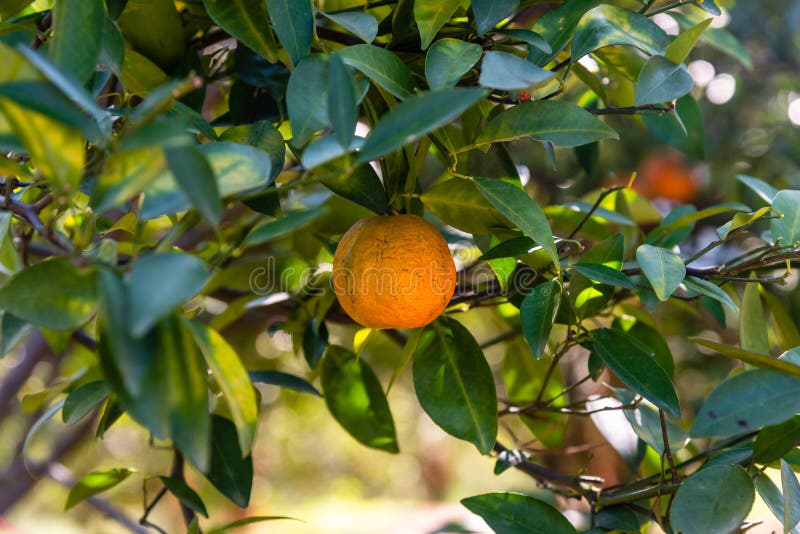 Ripe Orange Hanging at Orange Tree in Organic Orange Farm Stock Image ...