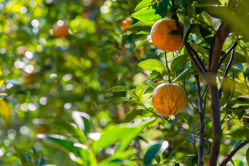 Ripe Orange Hanging at Orange Tree in Organic Orange Farm Stock Image ...