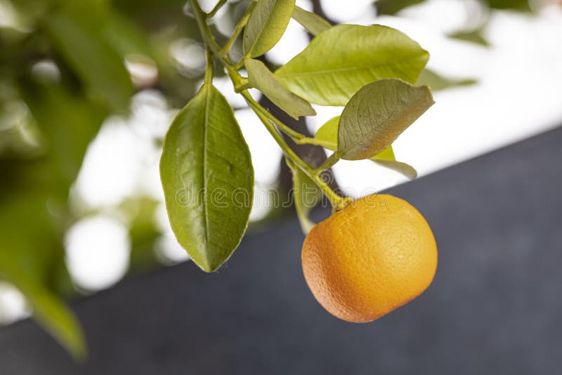 Ripe Orange Hanging from an Orange Tree Stock Image - Image of healthy ...