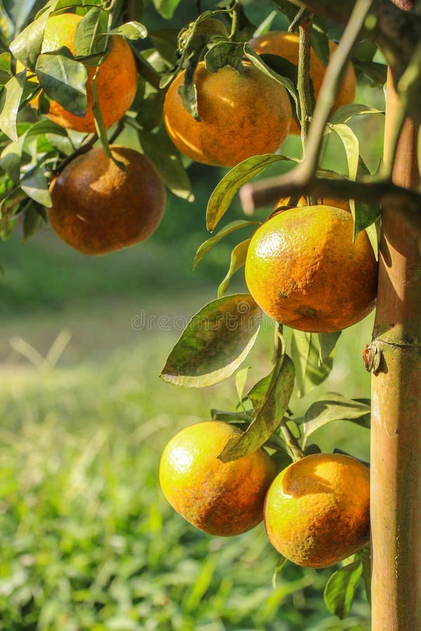 Ripe Orange Hanging on a Tree Stock Photo - Image of light, crops: 66419652