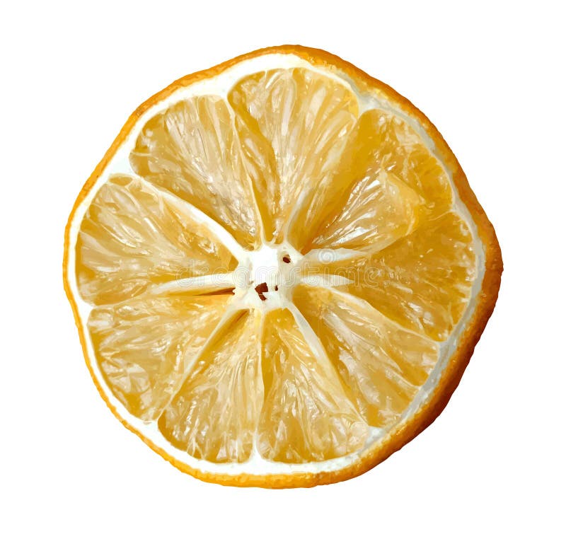 The Ripe Orange in a Slice. Stock Vector - Illustration of yellow, food ...