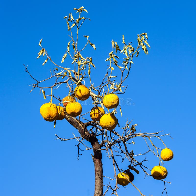 Ripe orange at the tree stock photo. Image of branch - 46572648