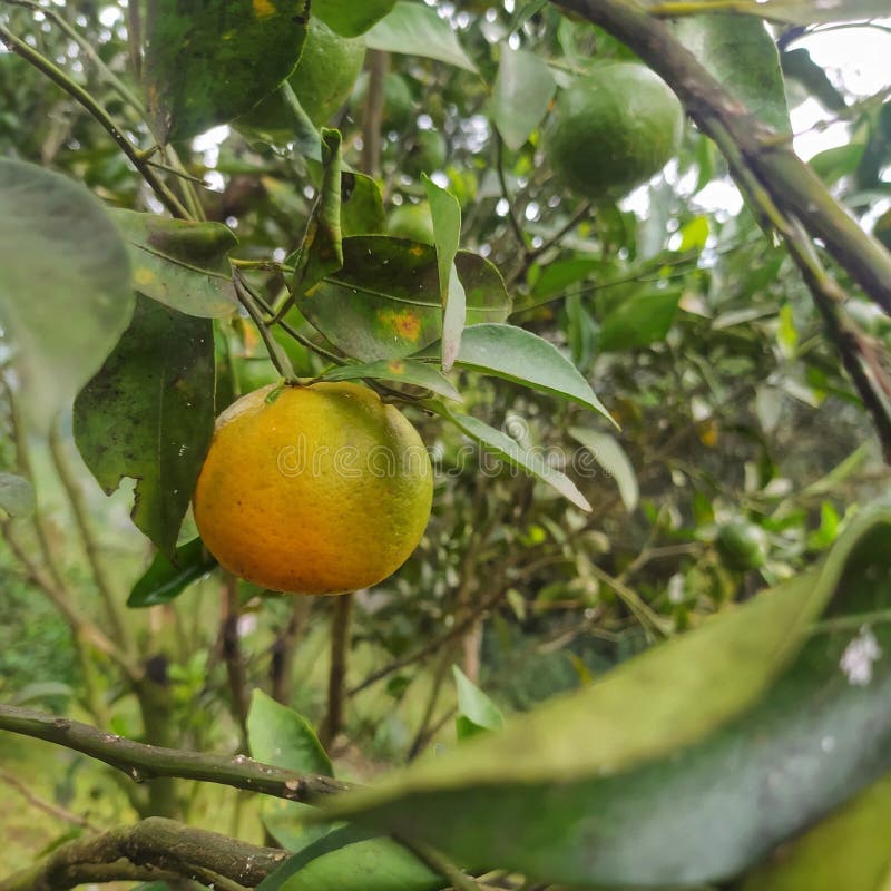 Close-up of a Ripe Orange in the Tree Stock Image - Image of delicious ...