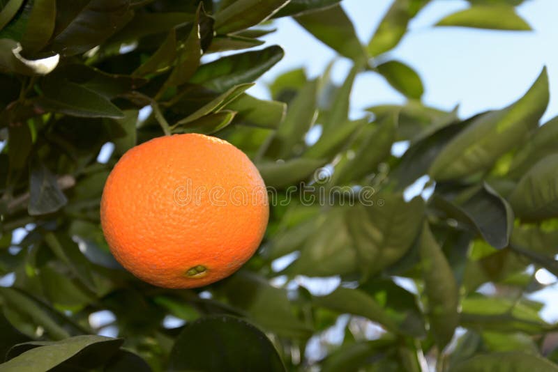 Ripe orange stock photo. Image of citrus, juicy, harvest - 54484572