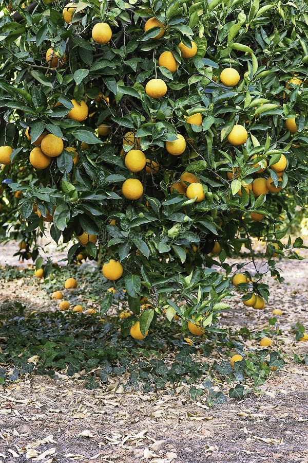 Ripe Orange Tree. Over 30 Oranges Stock Photo - Image of agriculture ...