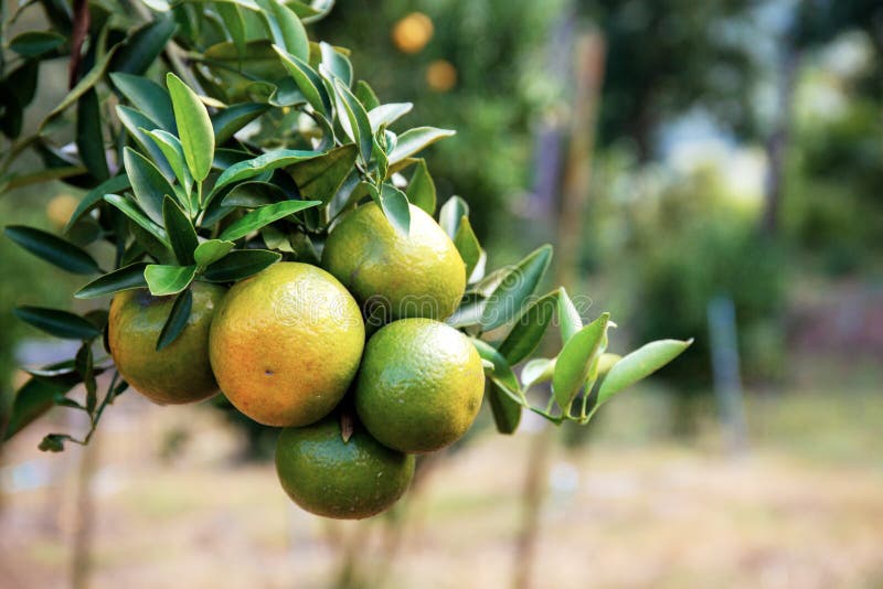 Ripe orange on tree stock photo. Image of green, mountain - 140344824