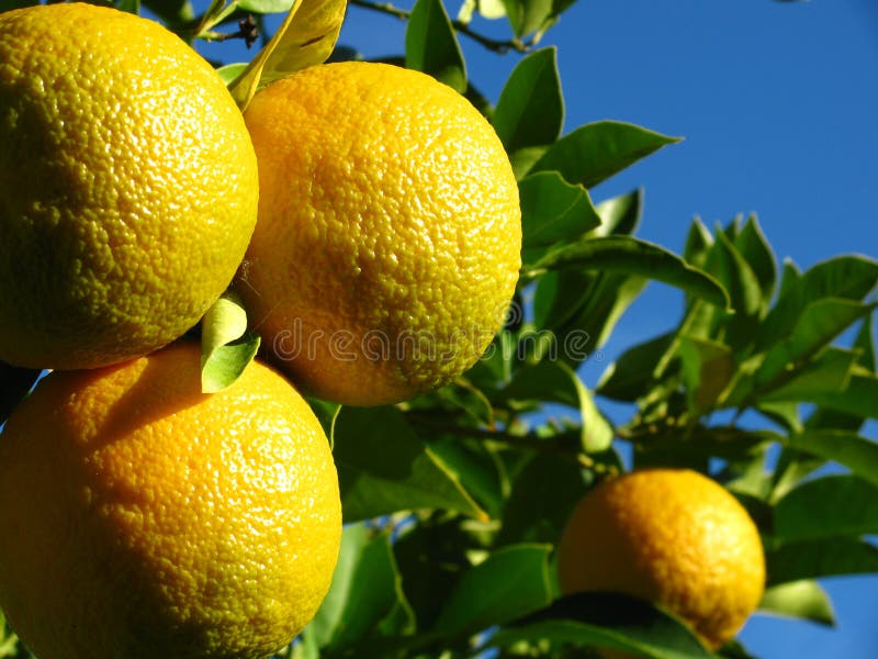 Ripe Oranges stock image. Image of agriculture, fruit - 8685363