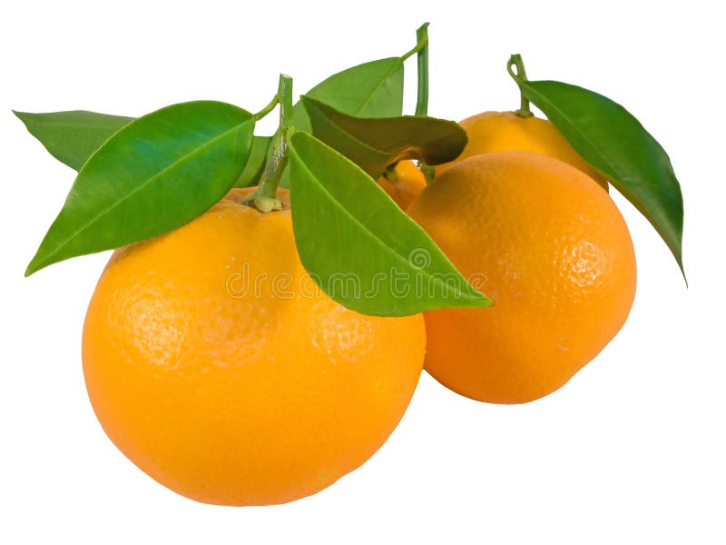 Ripe oranges stock image. Image of fruit, food, white - 4962487