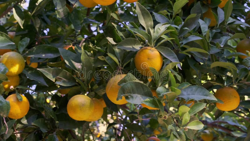 Ripe Oranges on the Branches of Trees Stock Footage - Video of ...