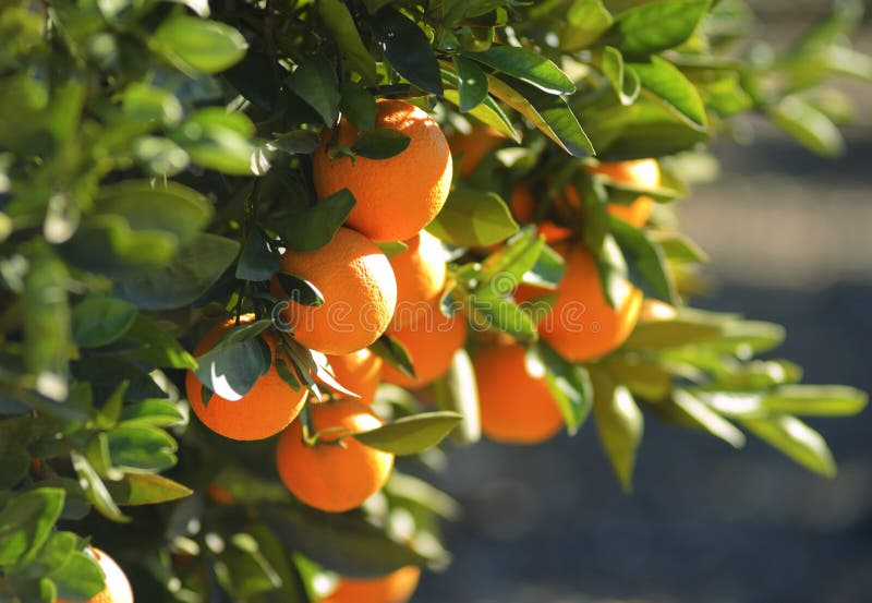 Orange tree stock image. Image of environment, gardener - 30608453