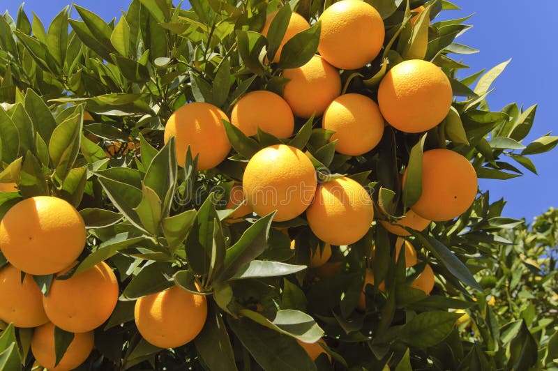Ripe Oranges Hanging On A Tree Stock Photo - Image of light, blue: 18015778